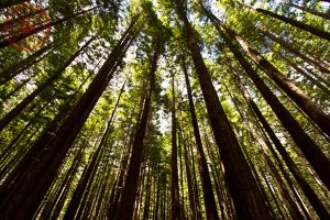 7 locais imperdíveis para se conhecer em Rotorua