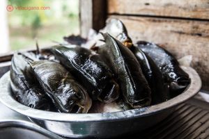 O cruzeiro pelo rio Amazonas com o Iberostar Grand Amazon