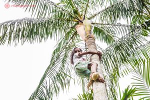 O cruzeiro pelo rio Amazonas com o Iberostar Grand Amazon